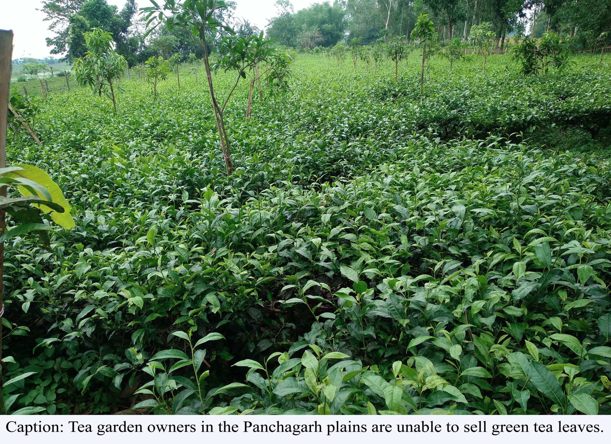 Fertilizer Crisis Hits Tea Farmers in Rangpur: Leaf Diseases Threaten ...