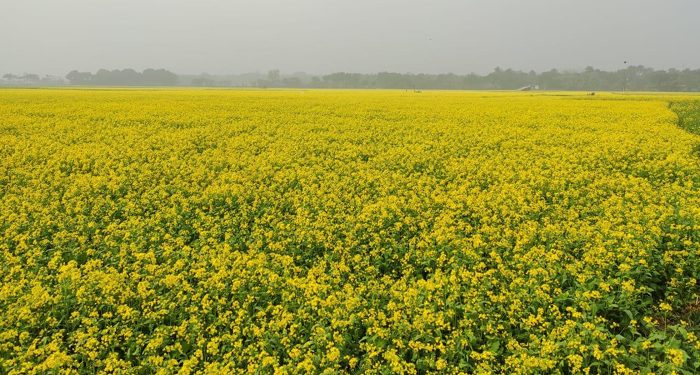 Farmers Rush to Cultivate Char Lands in Daulatpur After Floods ...